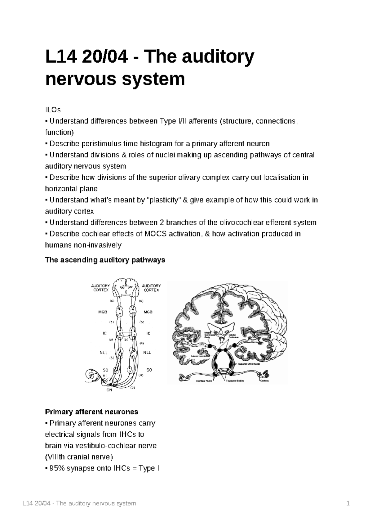 L14 2004 - The auditory nervous system - L14 20/04 - The auditory ...
