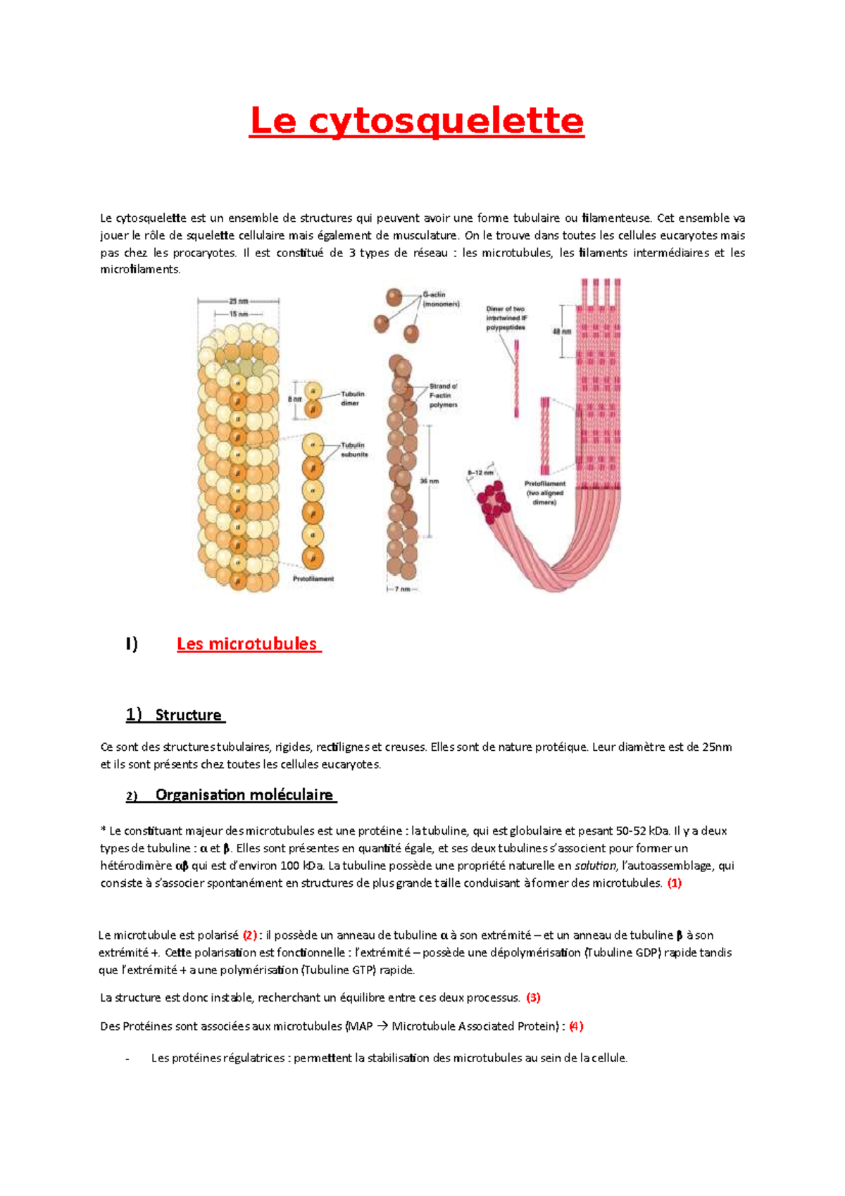Le cytosquelette - Cet ensemble va jouer le de squelette cellulaire ...