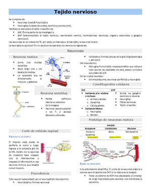 Meninges craneales - Origen embriológico Duramadre: paquimeninge ...