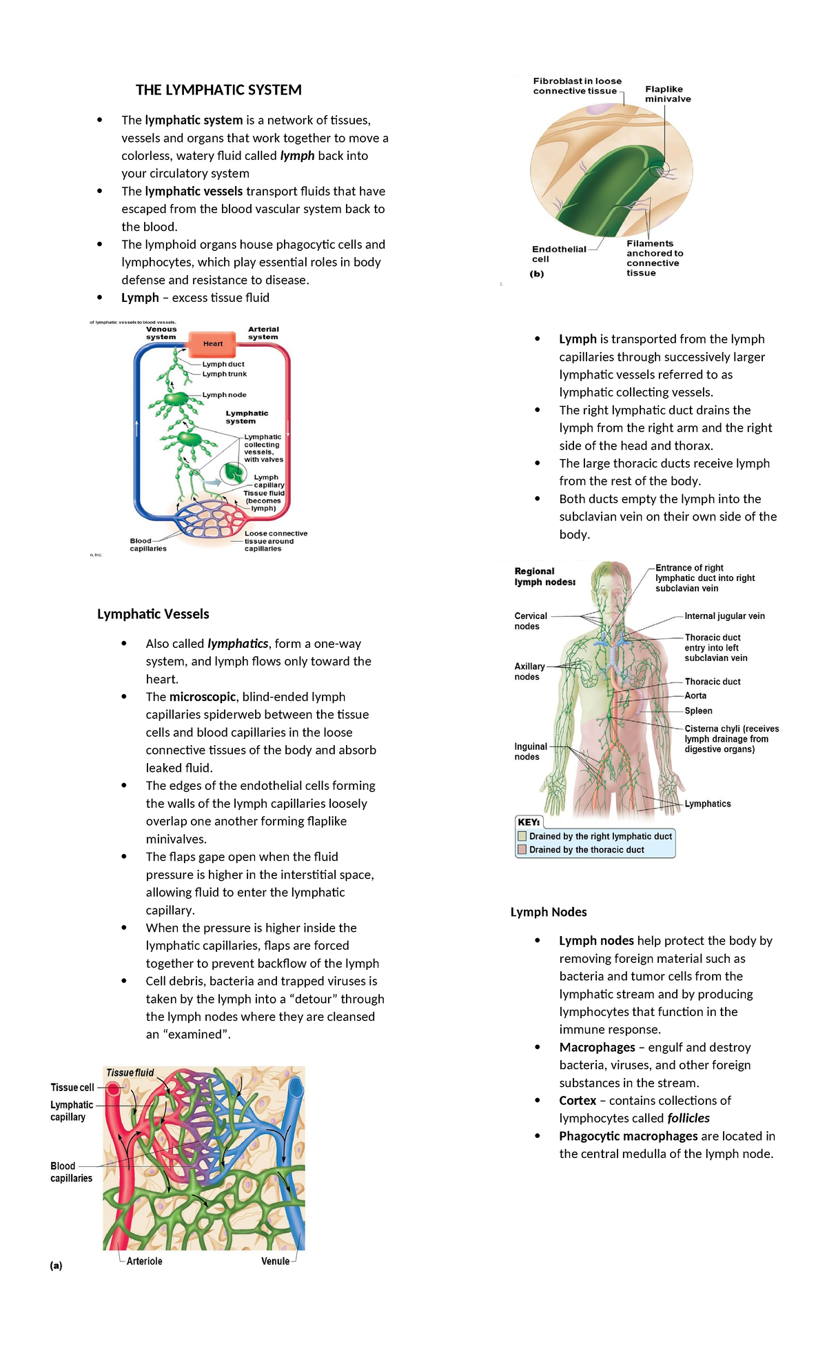 The Anatomy of Lymphatic System with physiology and pathophysiology ...