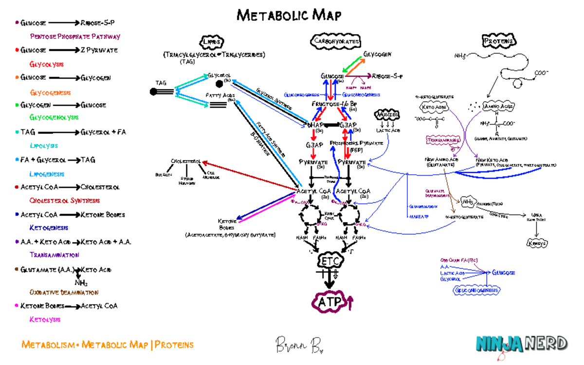 Metabolism] 28. The Metabolic Map Proteins Part 3 - Key - Metabolism ...