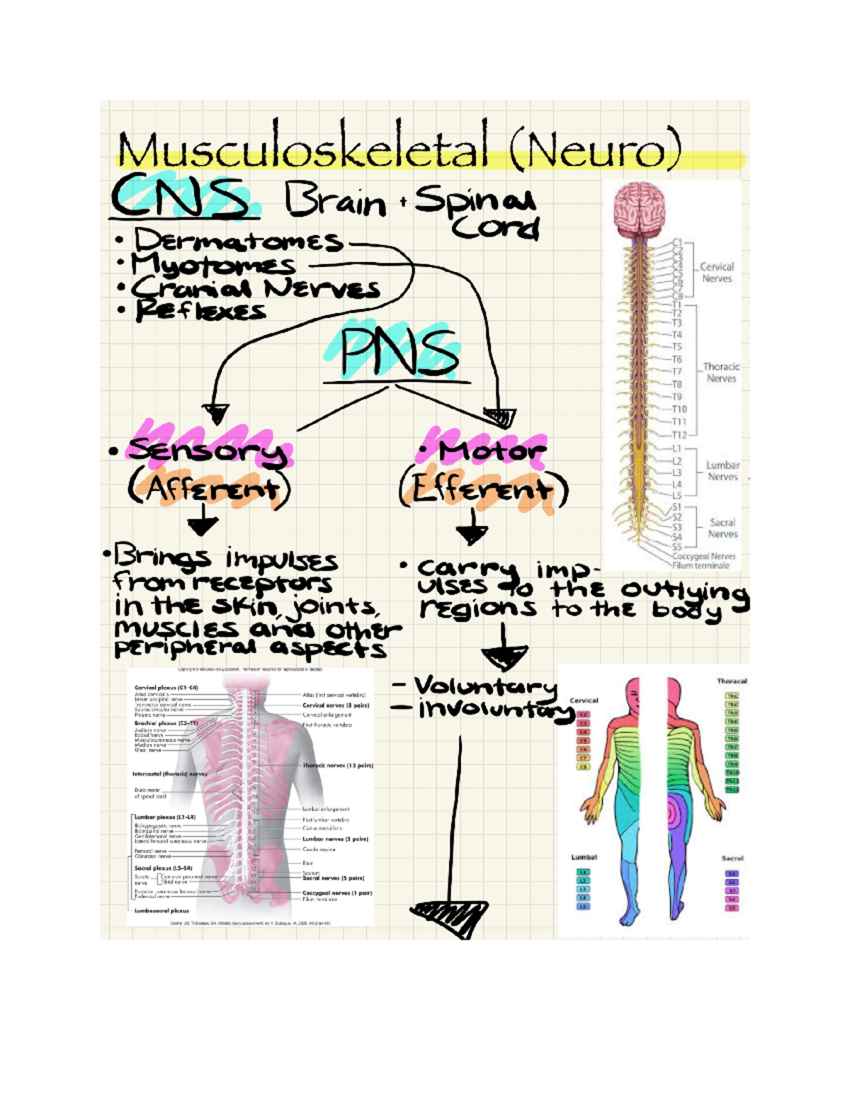 Kines-Study - chapter 1 notes - PE 464 - Studocu