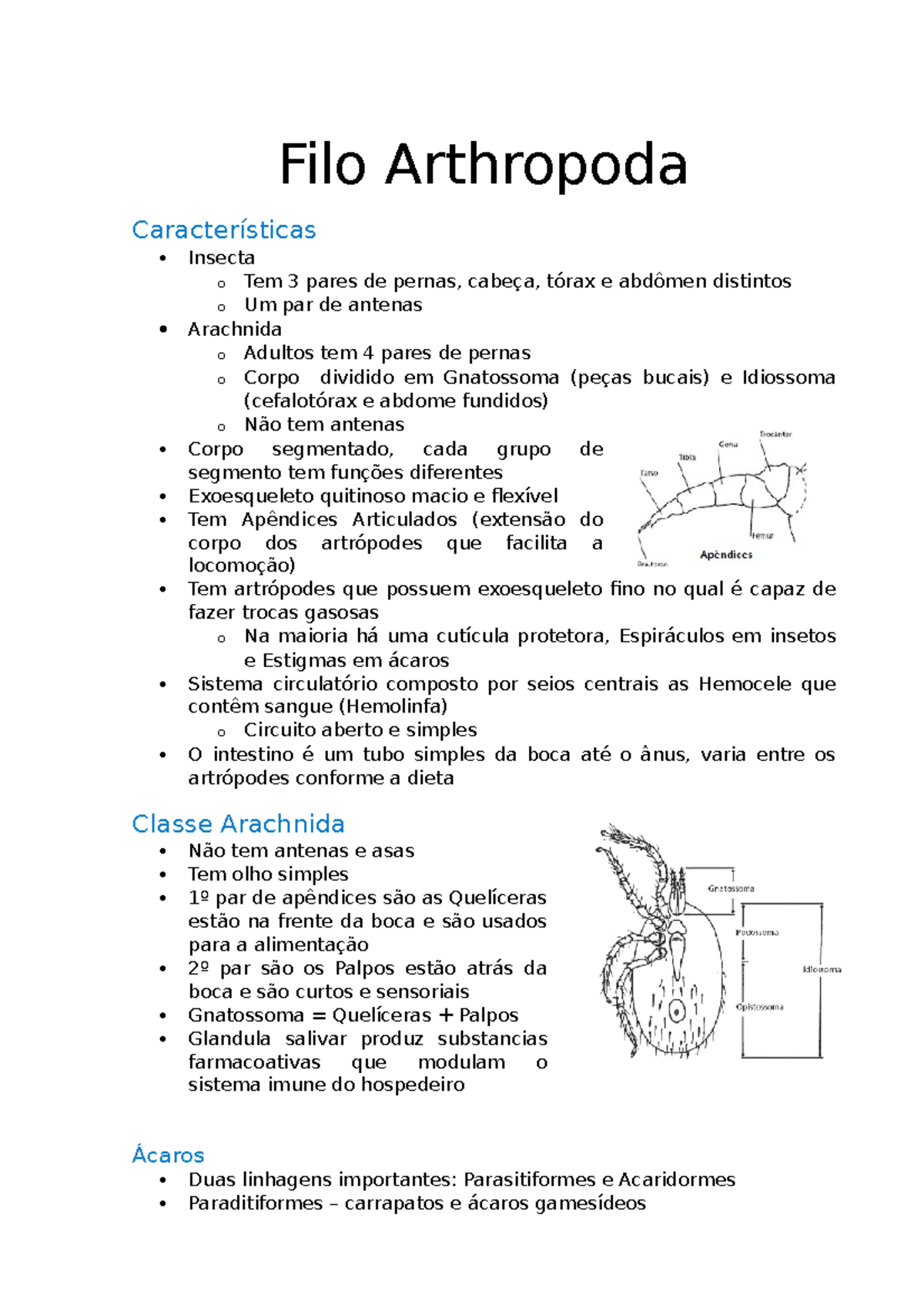 Filo Arthropoda - Filo Arthropoda Características Insecta o Tem 3 pares ...