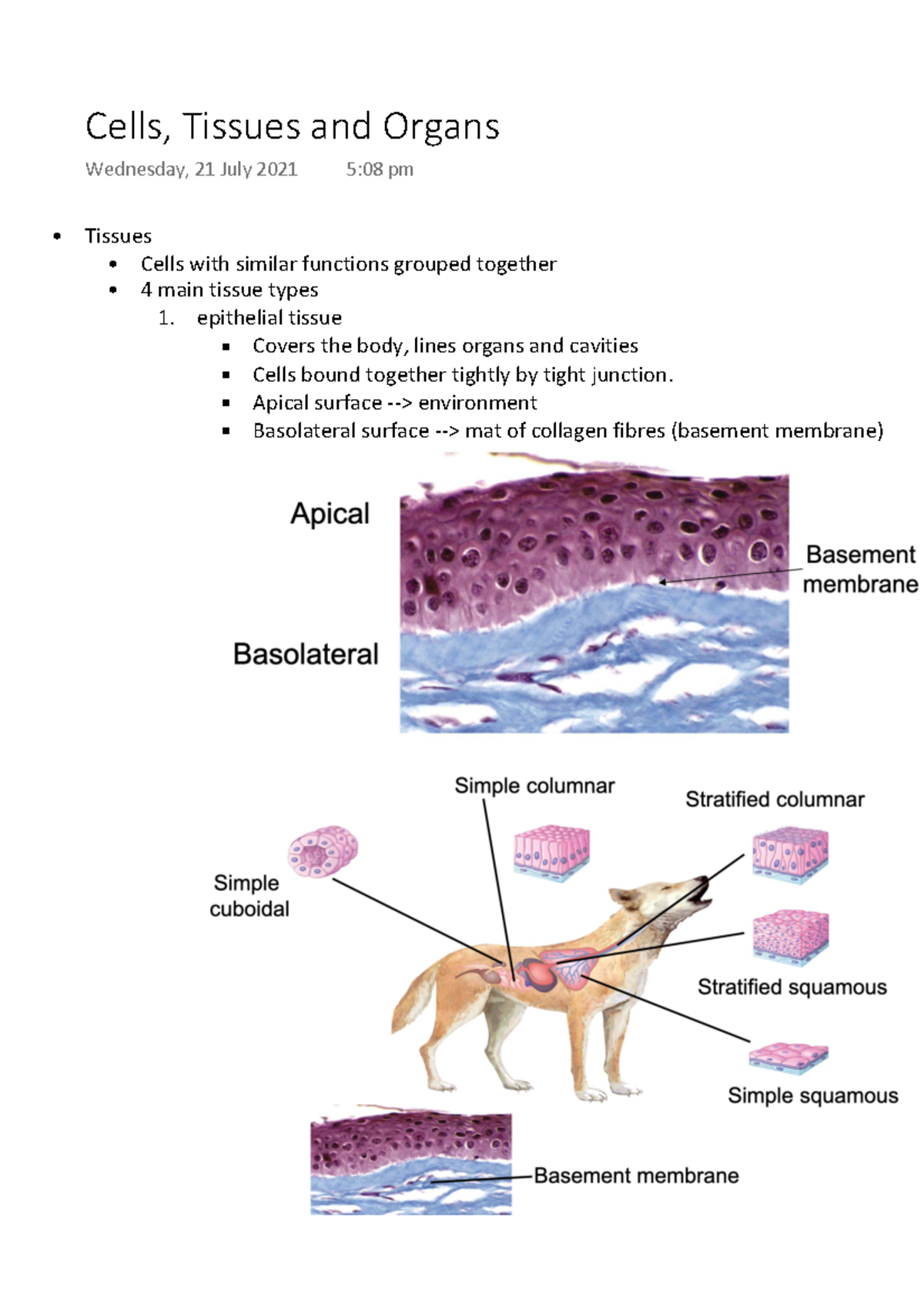Topic 2 SLE132 Notes; Summarised - Tissues - Cells with similar ...