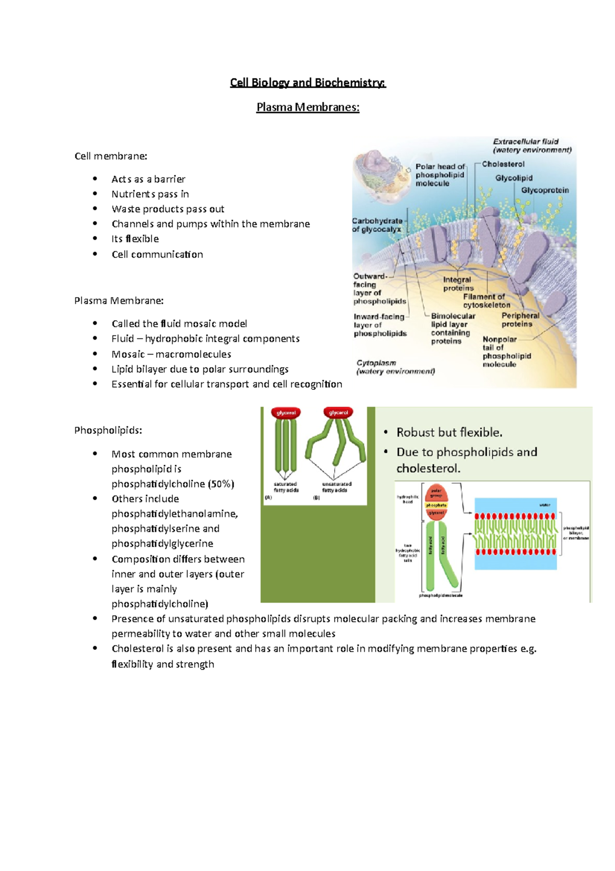 Lecture 8 - Plasma Membrane - Cell Biology and Biochemistry: Plasma ...