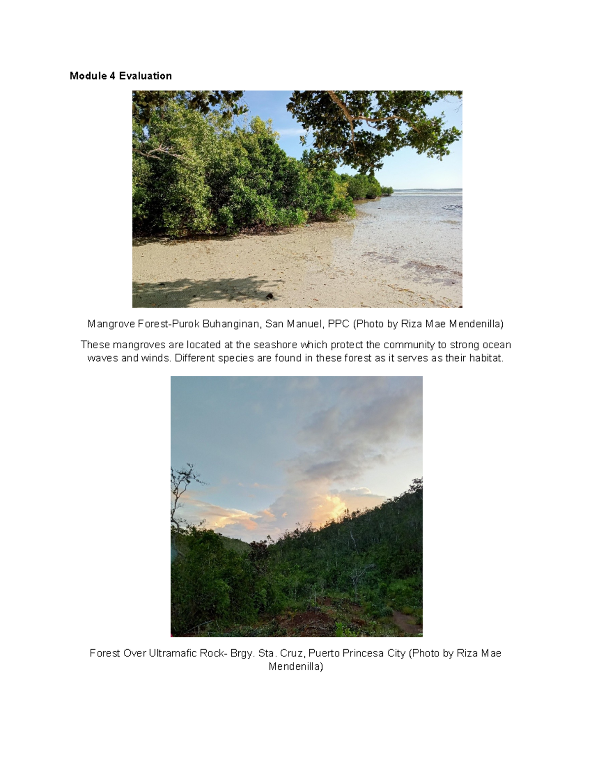 PEOPLE & EARTH SCIENCE - Module 4 Evaluation Mangrove Forest-Purok ...