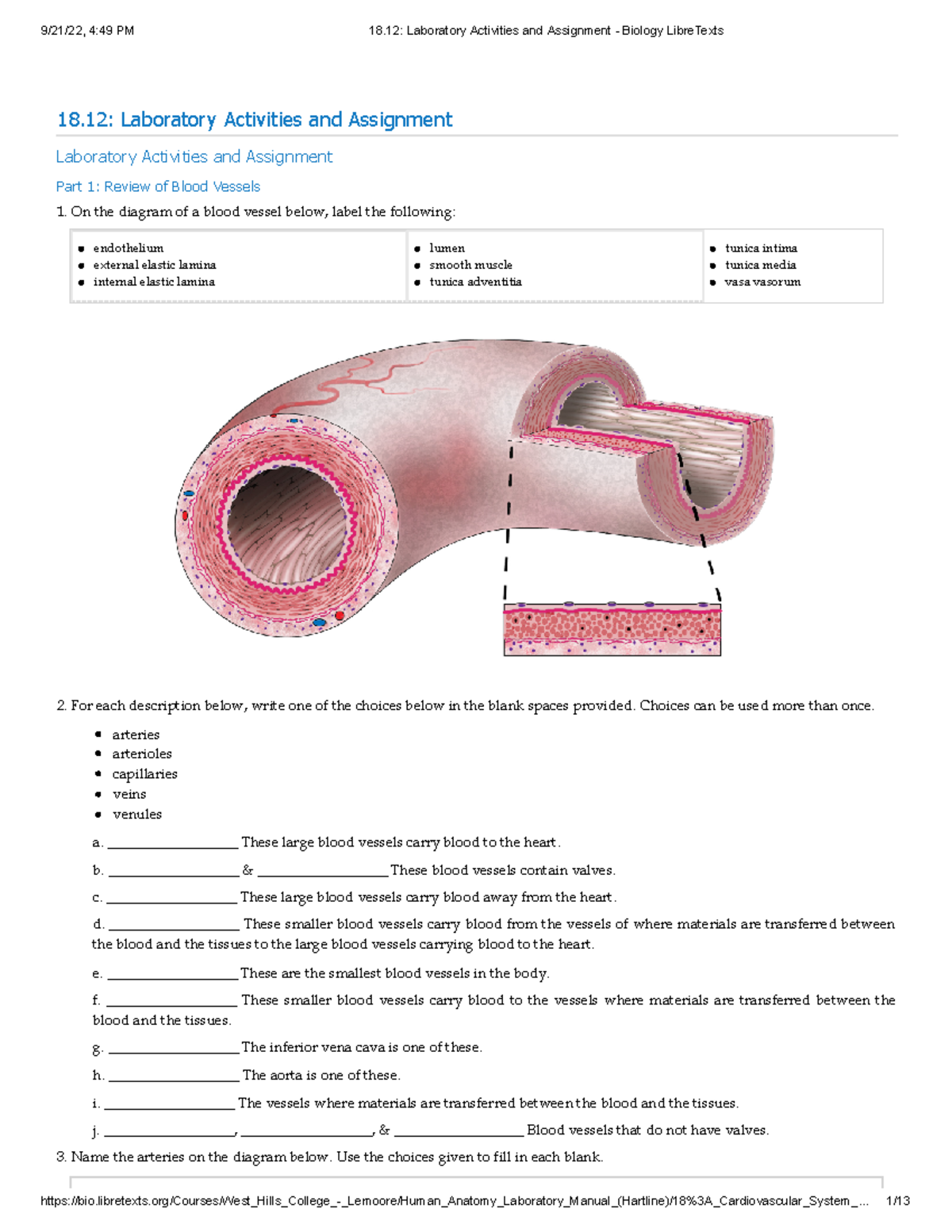 Laboratory Activities blood vessels[ 3354] - 18: Laboratory Activities ...