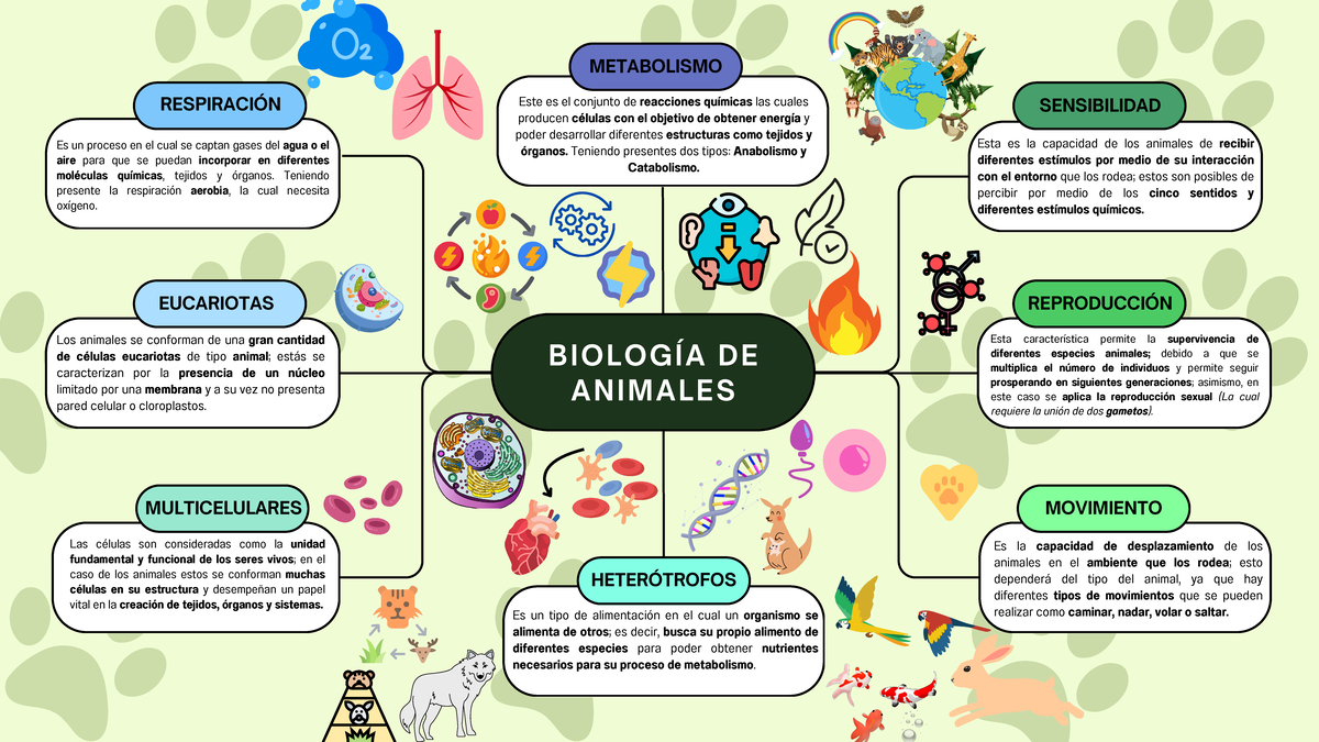 Biología de Animales . Sus principales características - B I O L O G Í ...