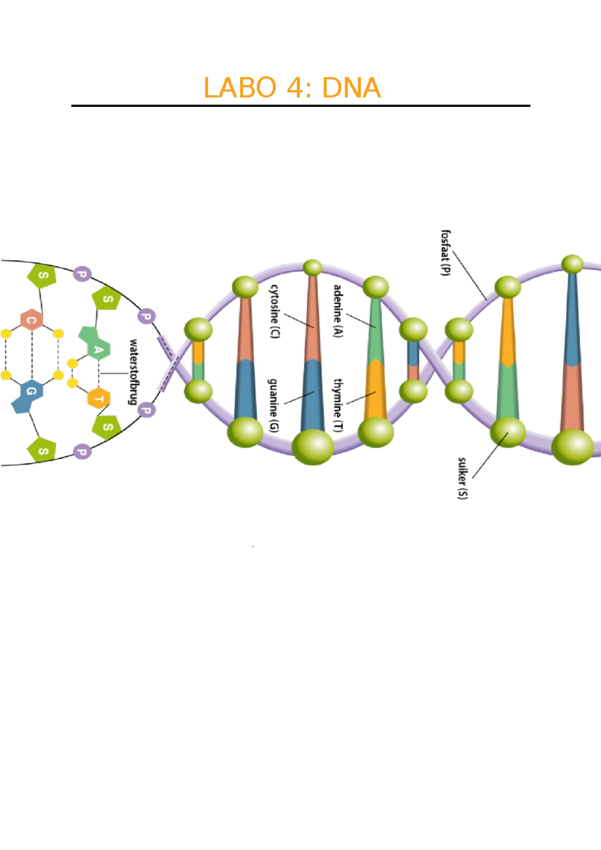 Labo 4 DNA - DNA extractie - LABO 4: DNA Naam ...