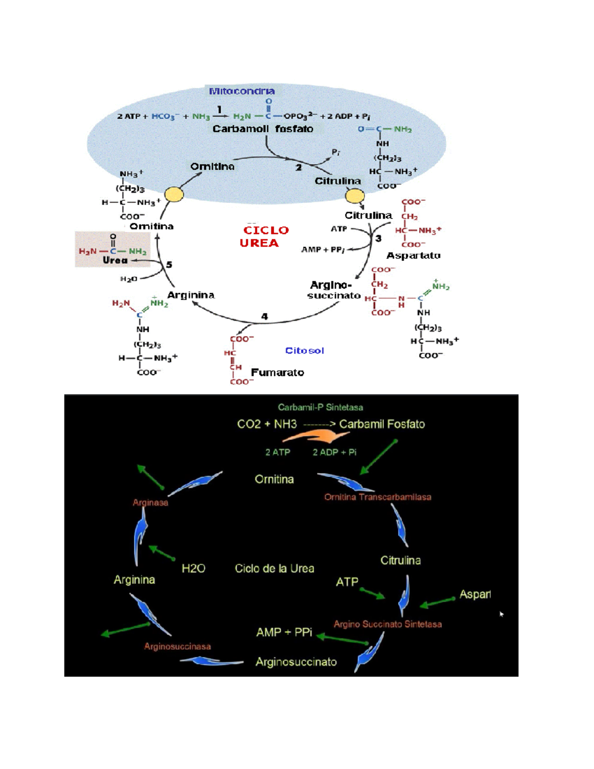 CICLO DE LA UREA - Mitocondria o 1 II 2 ATP HCO3 NH3 H2N C 2 ADP ...