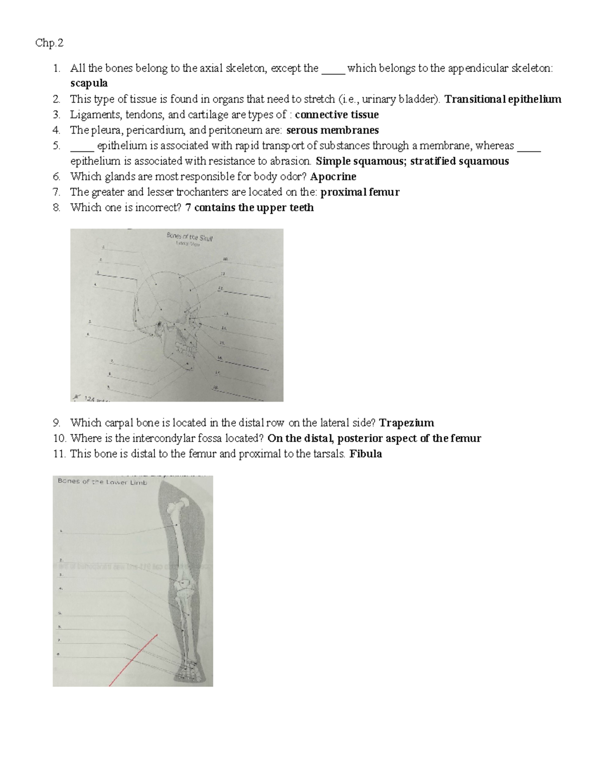 Chp 2 test - Practice questions - Chp. 1. All the bones belong to the ...