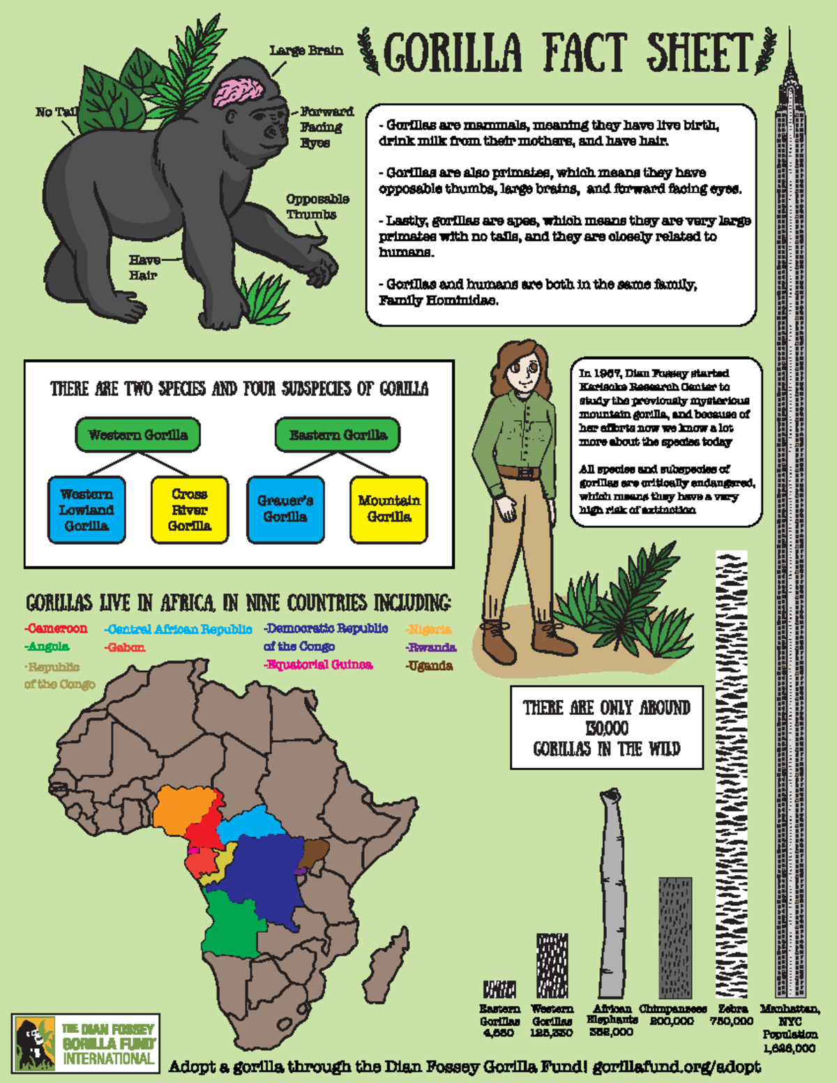 Gorilla Fact Sheet Part 1-1 - BIO101 - Studocu