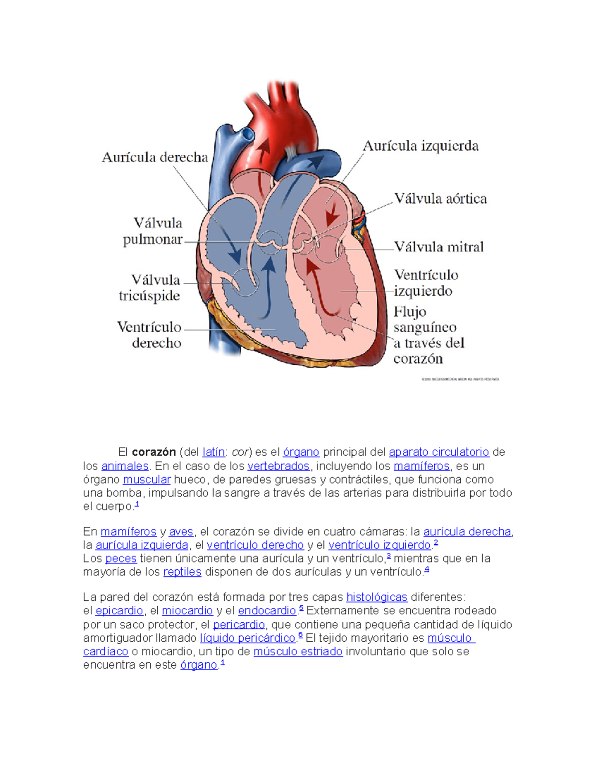 corazon definicion - El corazón (del latín: cor) es el órgano principal ...