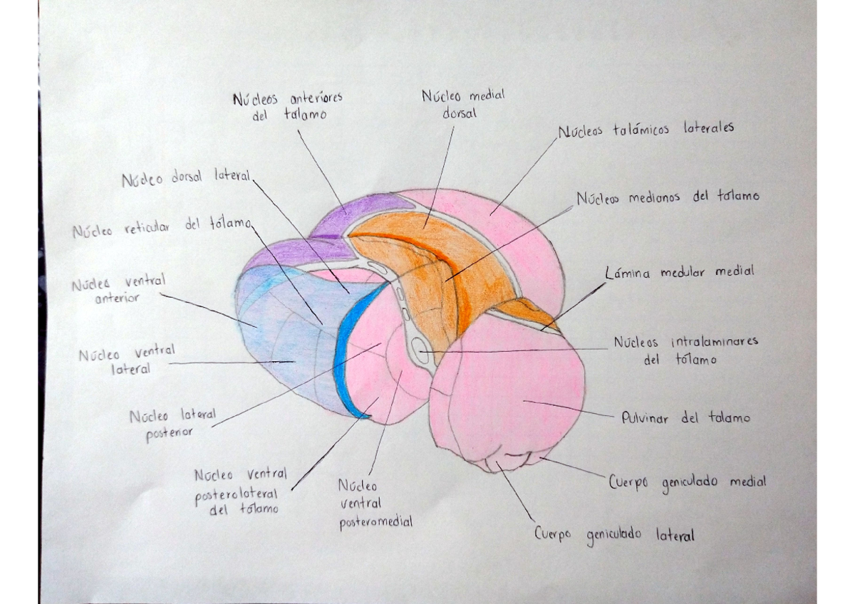 Ganglios basales - Anatomía - Studocu
