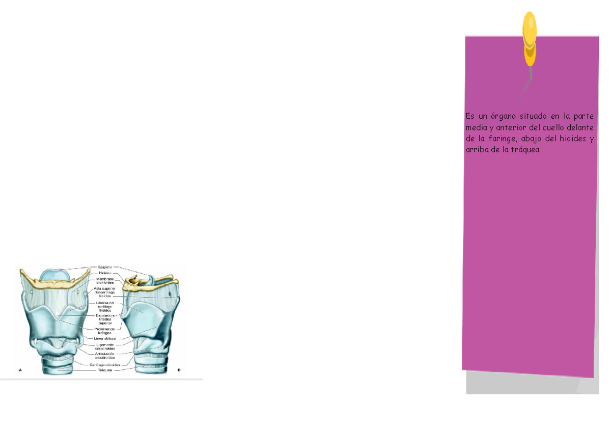 Laringe Esofago Y Estomago - Es un órgano situado en la parte media y ...