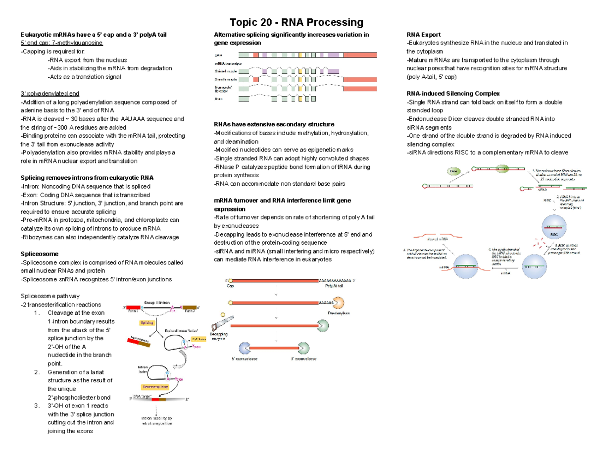 Biochem Cheat Sheet 20 - Topic 20 - RNA Processing Eukaryotic mRNAs ...