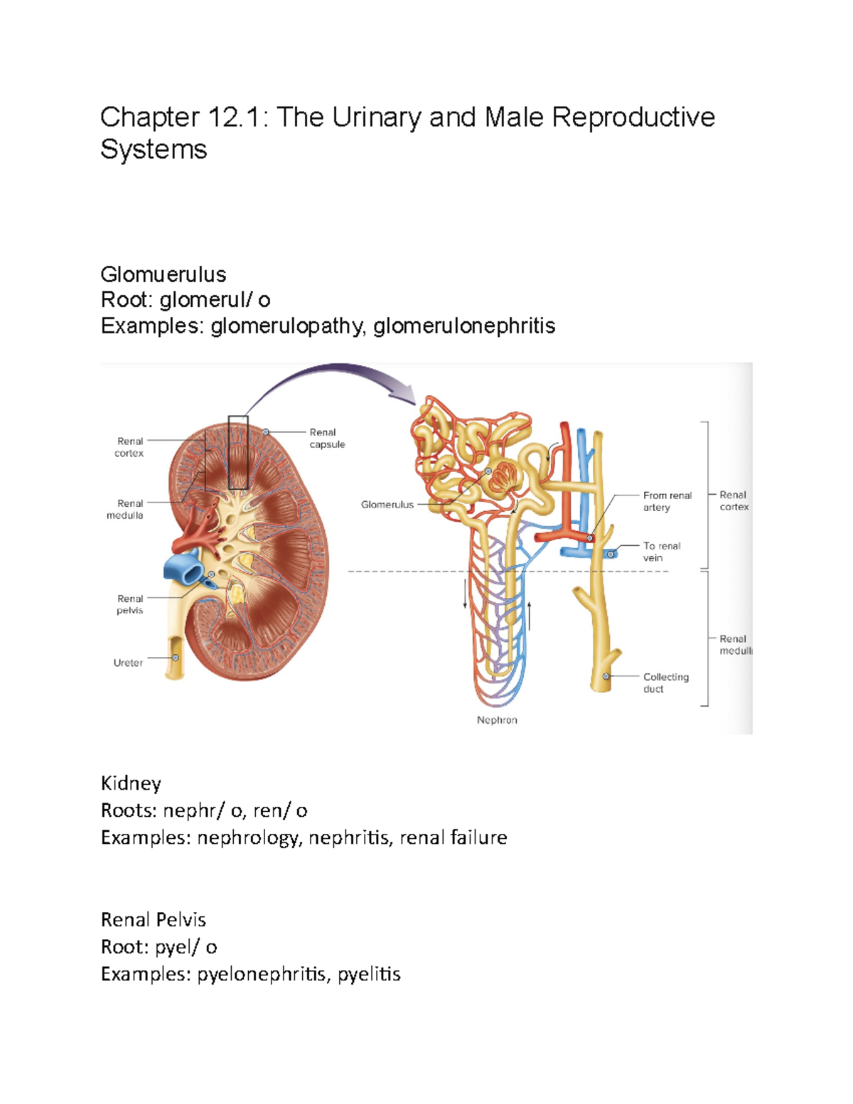Chapter 12.1- The Urinary and Male Reproductive Systems - Chapter 12 ...