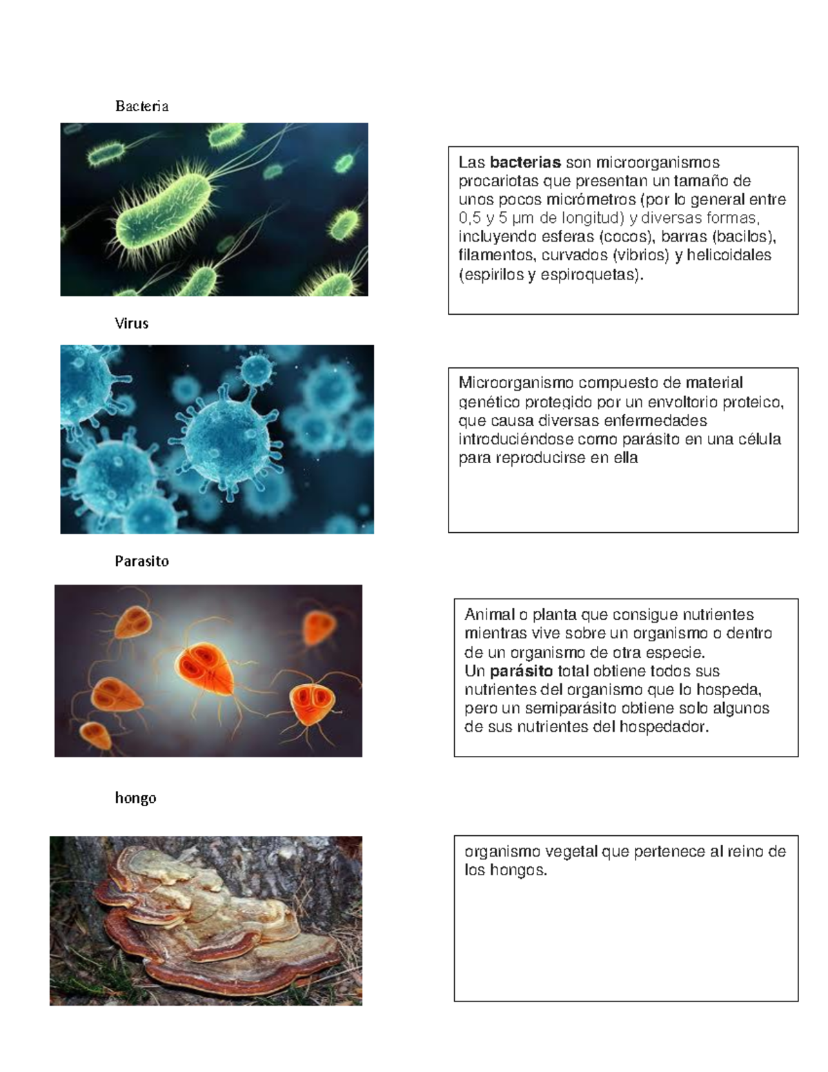 Historia de las bacterias y sus tipos - Bacteria Virus Parasito hongo ...