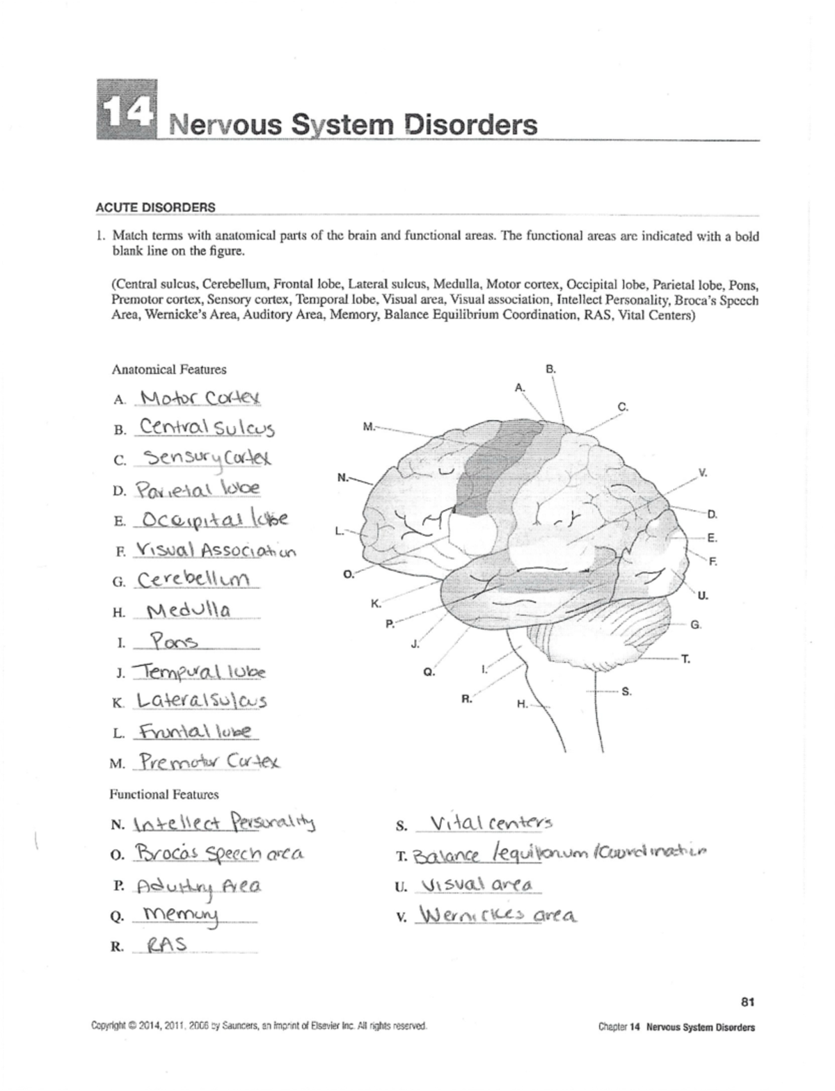 Nervous system extra credit - BIOL 3433 - Studocu