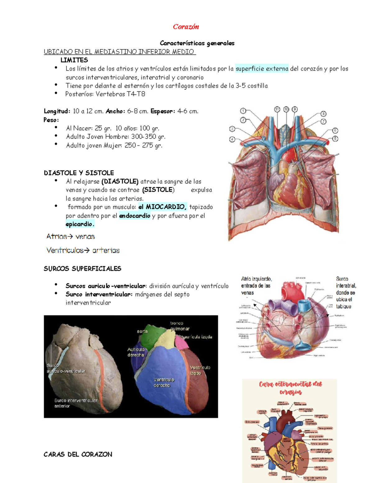 Corazon - Corazón - Corazón Características generales UBICADO EN EL ...