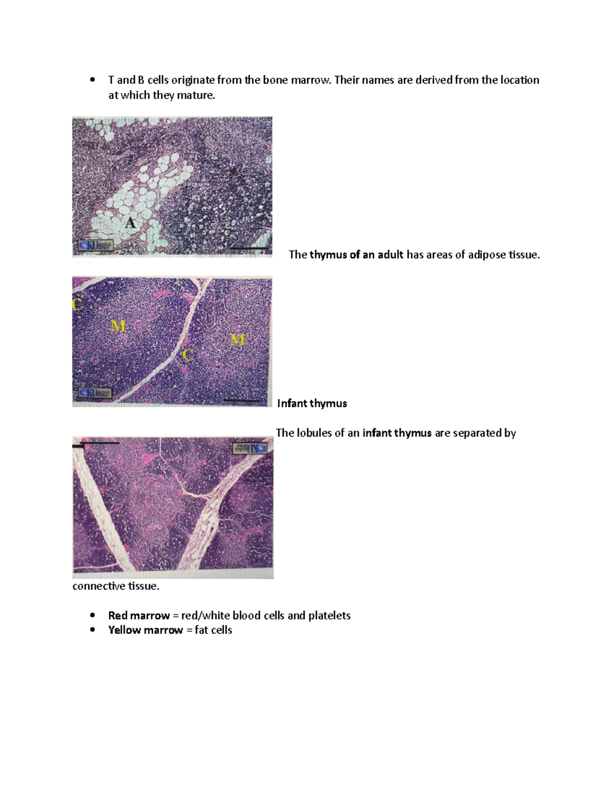 Immuno lab final exam review - T and B cells originate from the bone ...