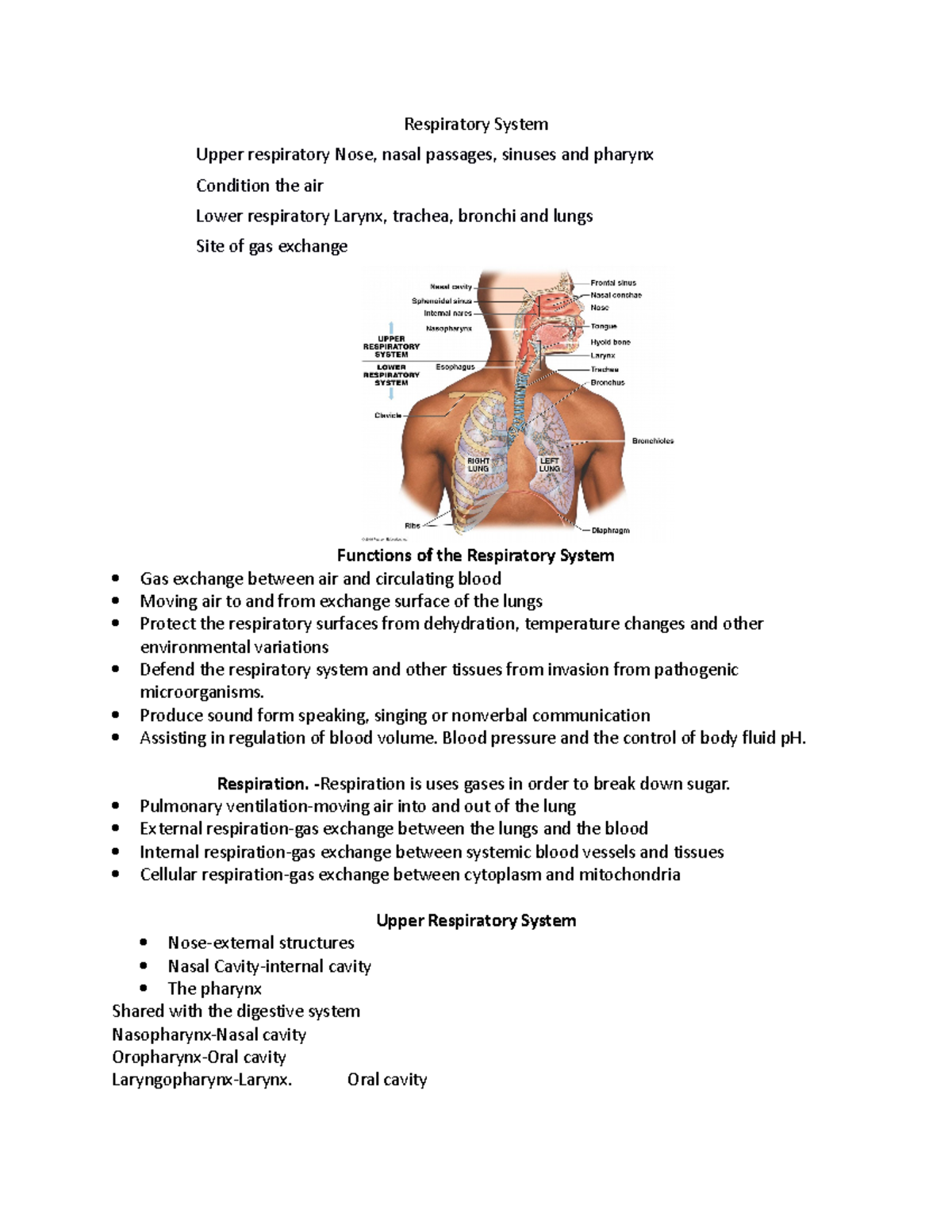 Respiratory System - study guide - Respiratory System Upper respiratory ...