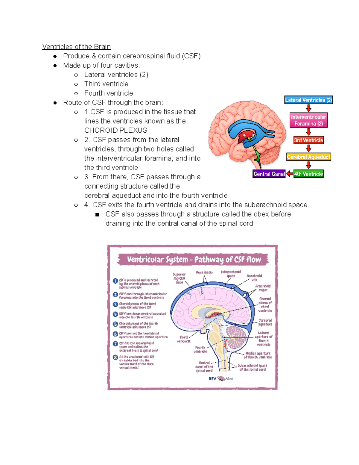Diagram Of Brain Ventricles And Csf Flow Csf Leak Causes, Si