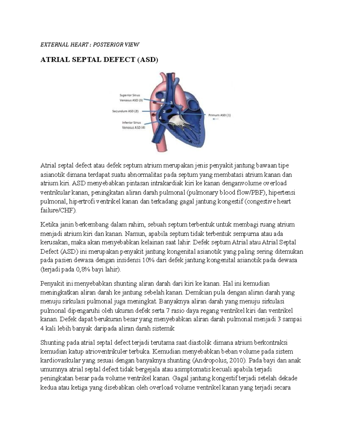 External Heart - essay - anatomi fisiologi - UNDIP - Studocu