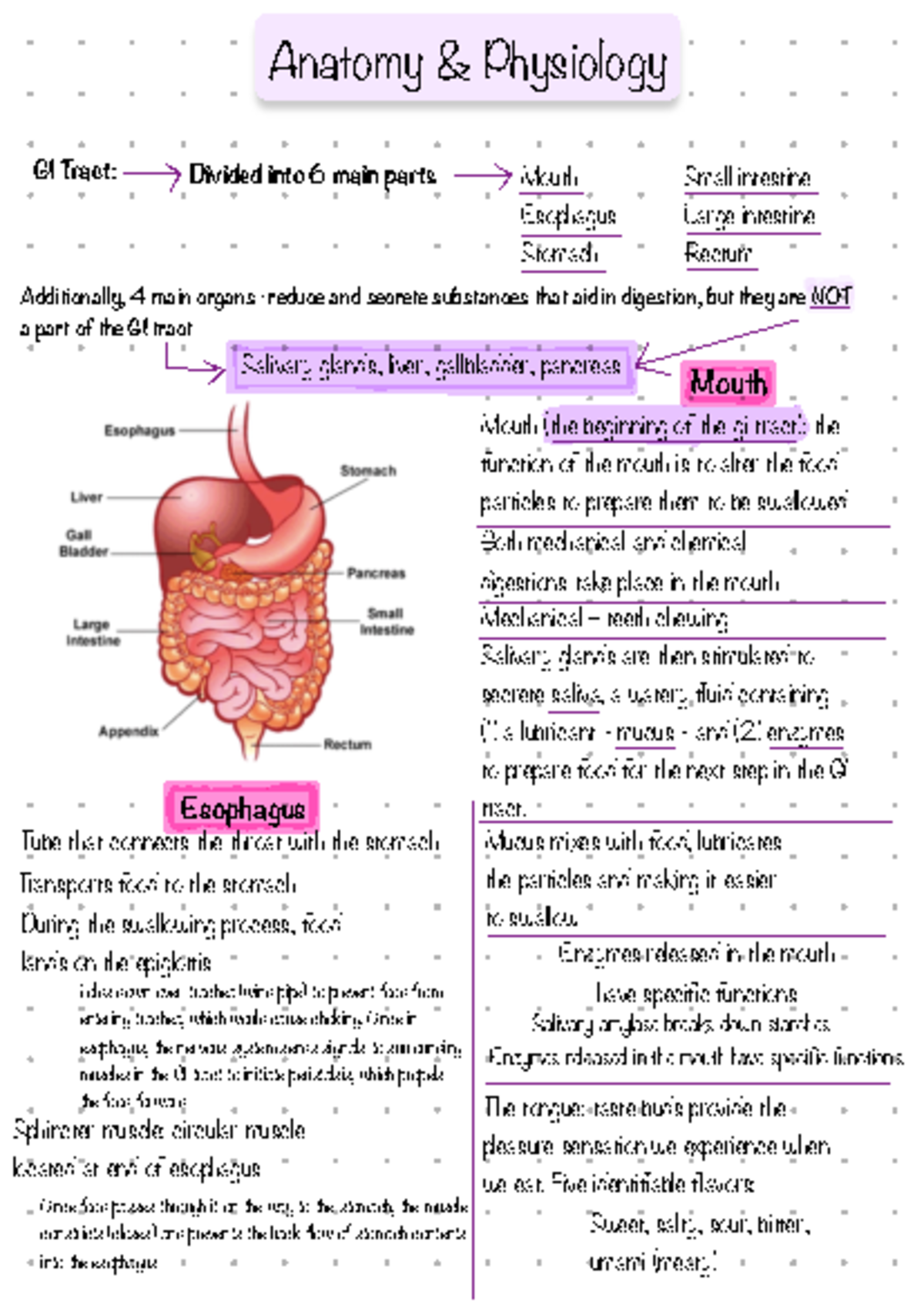 Nutrition Notes 3 - Anatomy & Physiology GI Tract: Divided into 6 main ...