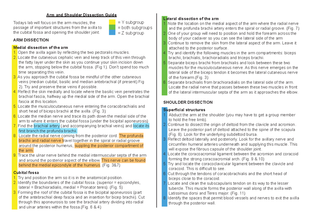 03 - csssdxsx - Arm and Shoulder Dissection Guide Todays lab will focus ...
