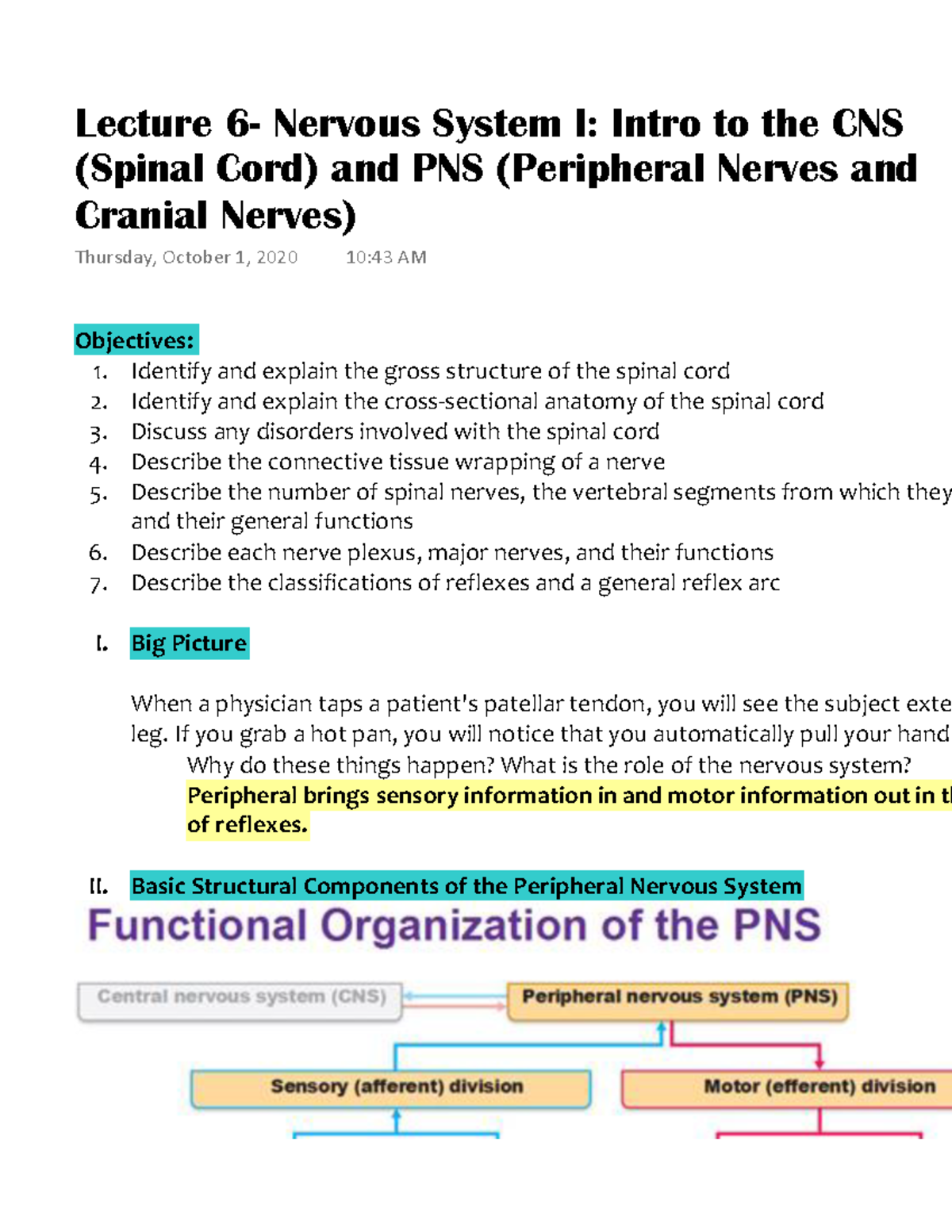 Nervous System I Intro to the CNS (Spinal Cord) and PNS (Peripheral ...