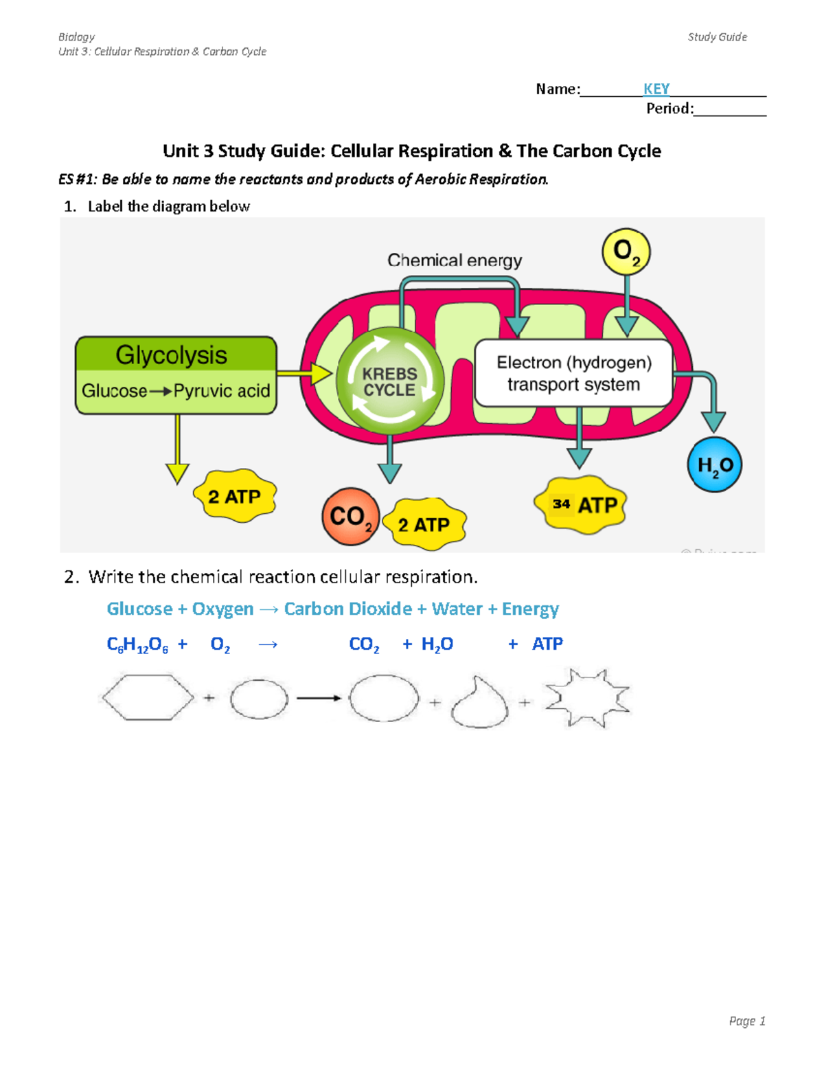 Unit 3 Study Guide Cellular Respiration Carbon Cycle - Unit 3: Cellular ...