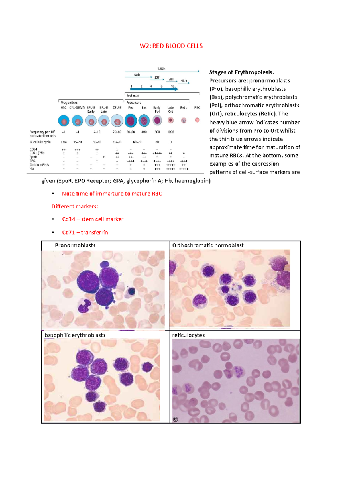 Wk 2 the red blood cell - Lecture notes 2 - W2: RED BLOOD CELLS Stages ...