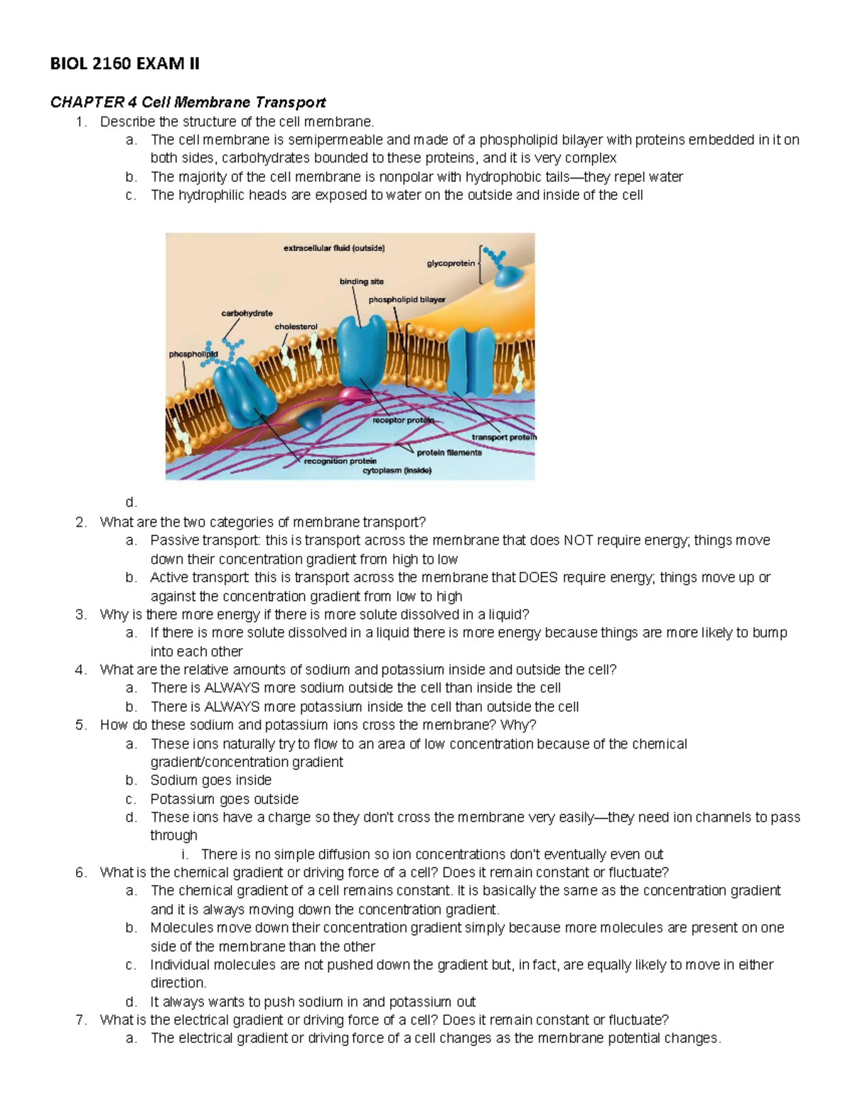 Exam 2 Study Guide - CHAPTER 4 Cell Membrane Transport Describe the ...