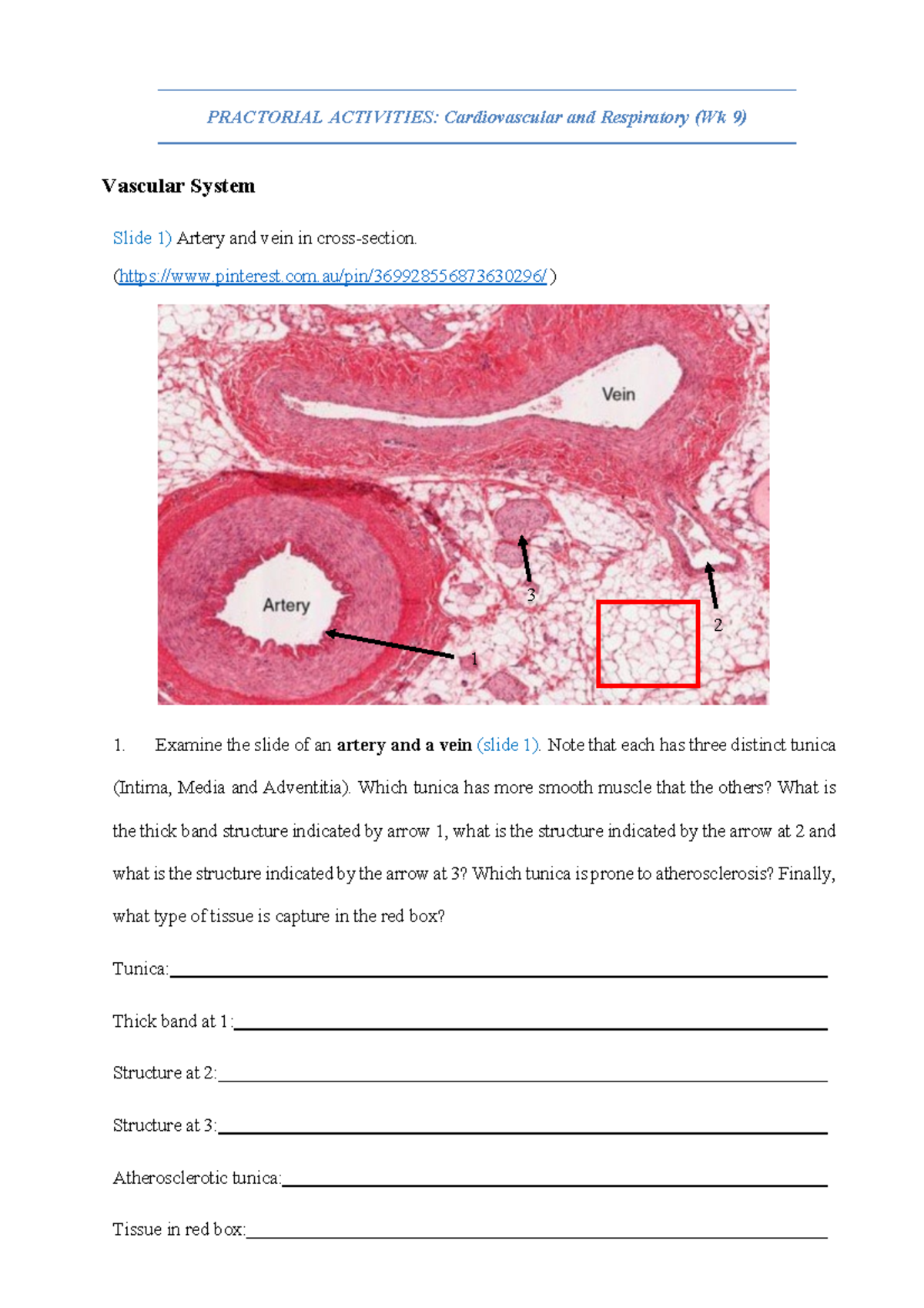 Practorial 9 Worksheet (cardiovascular and respiratory) - PRACTORIAL ...