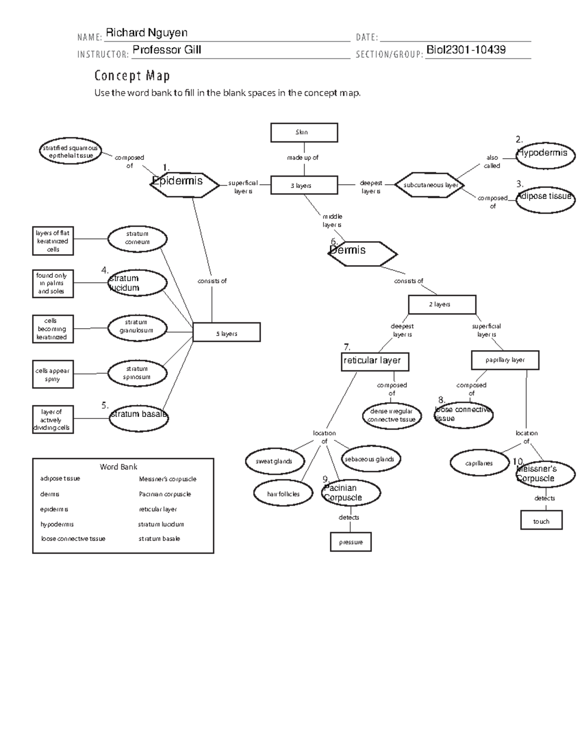 Chapter 6-Concept Map - Concept map of integumentary system - N A M E : D AT E : I N S T R U C ...