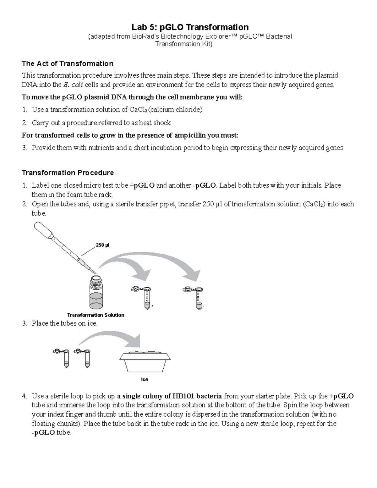 Lab 5.1 p GLO Transformation - Lab 5: pGLO Transformation (adapted from ...