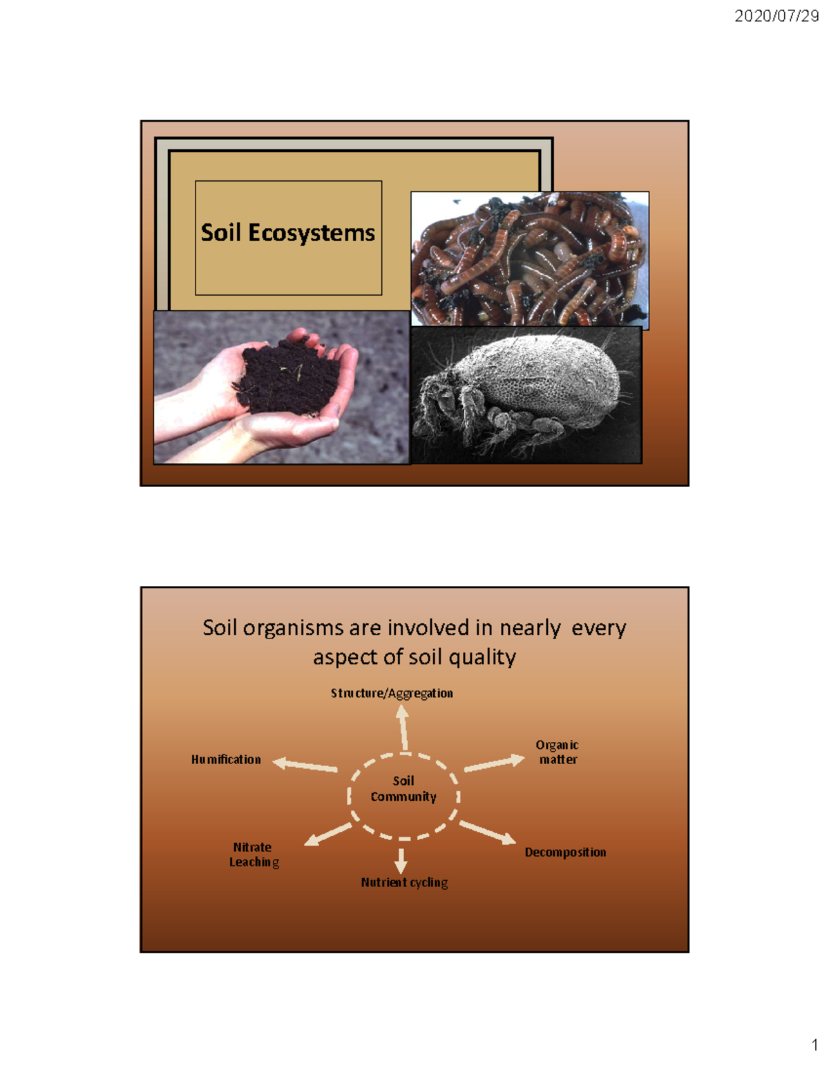 SOSC011 D1 Ecosystems - Lecture notes 1 - Soil EcosystemsSoil organisms ...