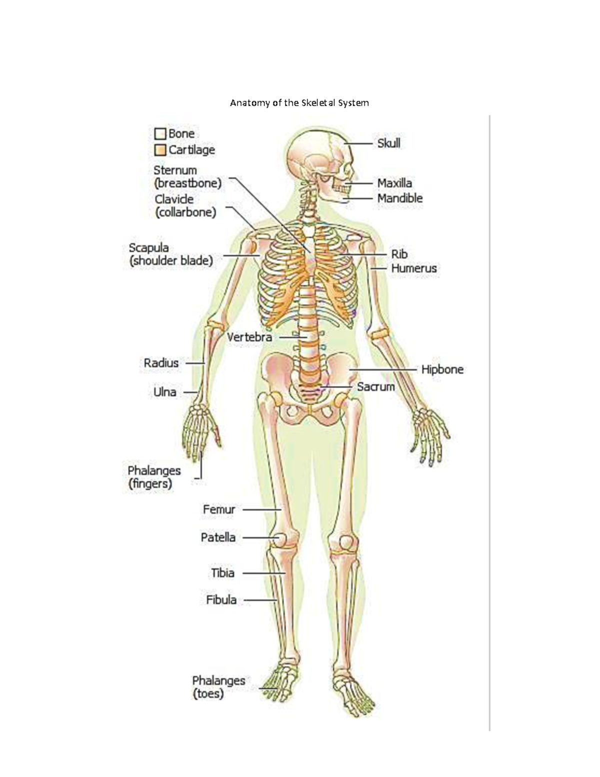 Anatomy of the skeletal system - Anatomy of the Skeletal System Bone ...