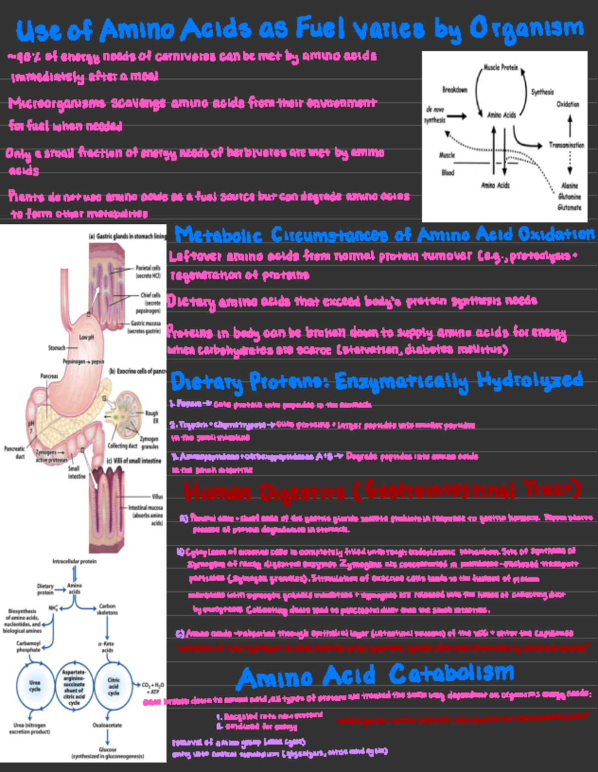 Module 10 Lesson 1 Amino Acids as energy - Use Of Amino Acids as Fuel ...