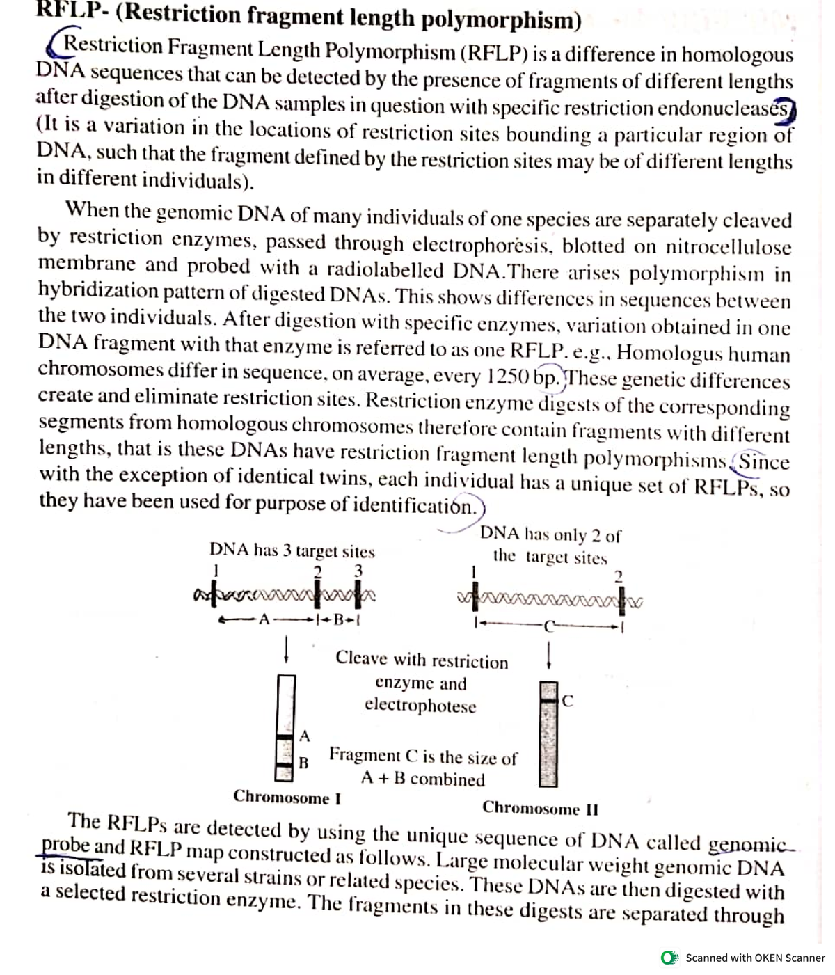Restriction Fragment Length Polymorphism (RFLP) , Application - Bsc ...