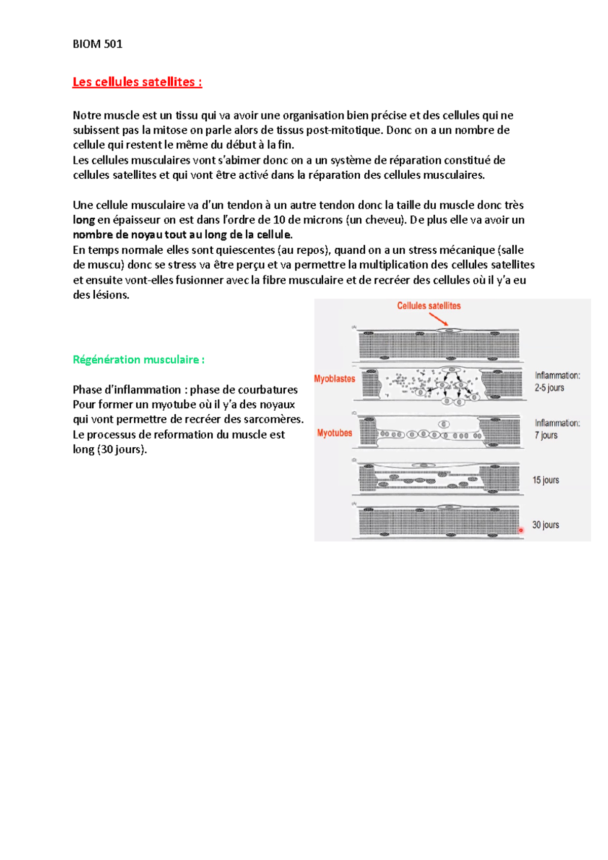 Biomécanique musculaire cellule satellites - Les cellules satellites ...