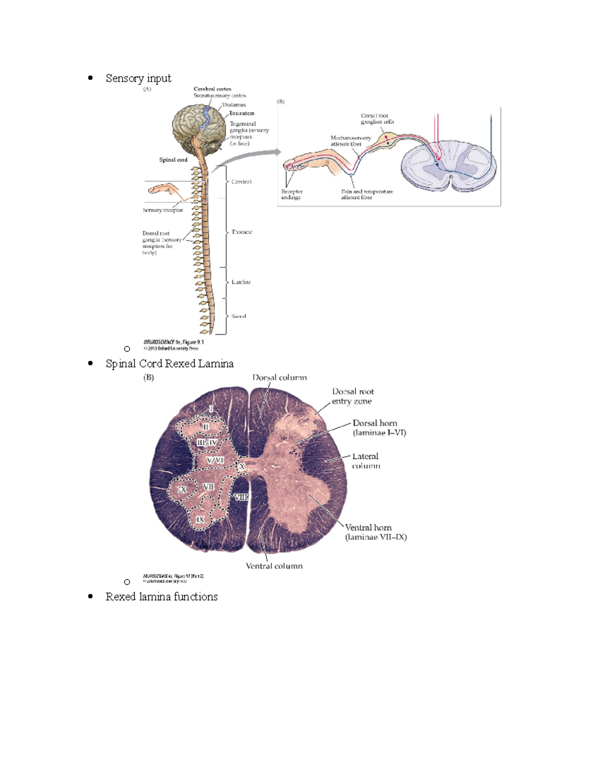 14 Pain and Temperature student - Sensory input o Spinal Cord Rexed ...