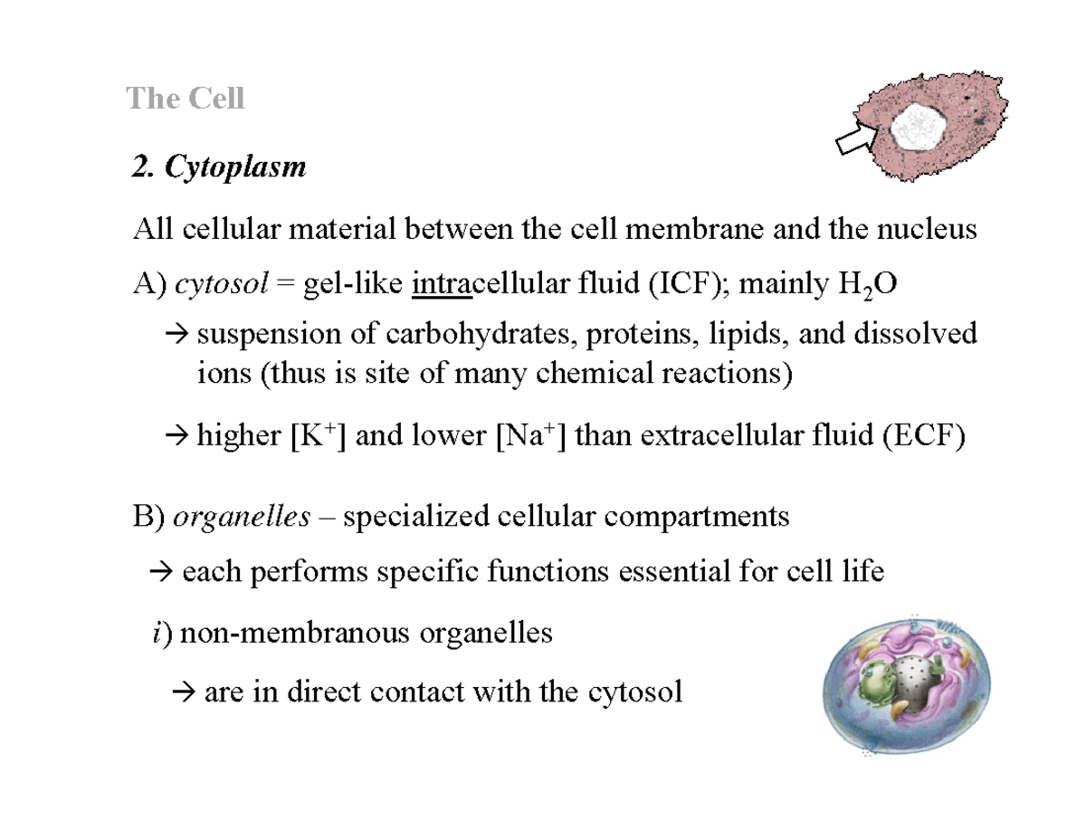Anatomy notes week 2 [1 slide per page] - B) organelles specialized ...