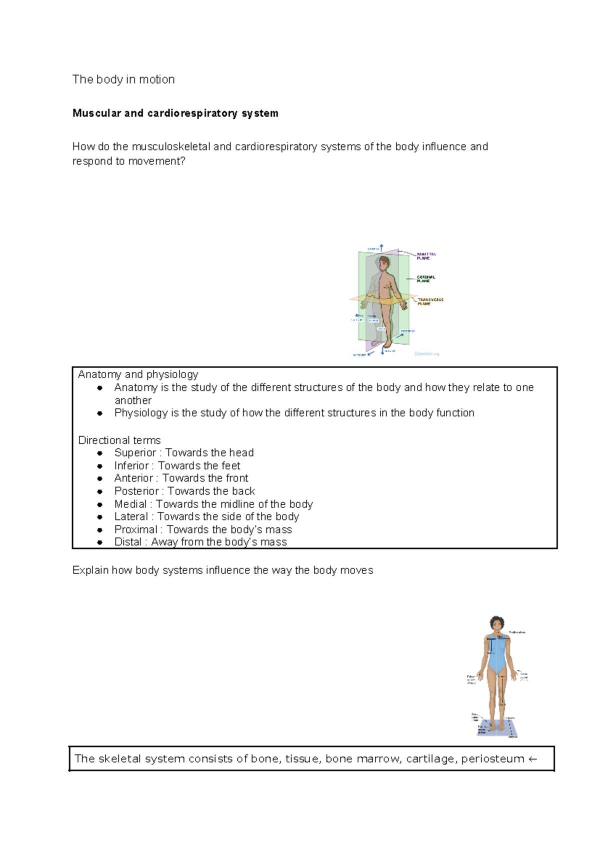 Prelim pdhpe notes - The body in motion Muscular and cardiorespiratory ...