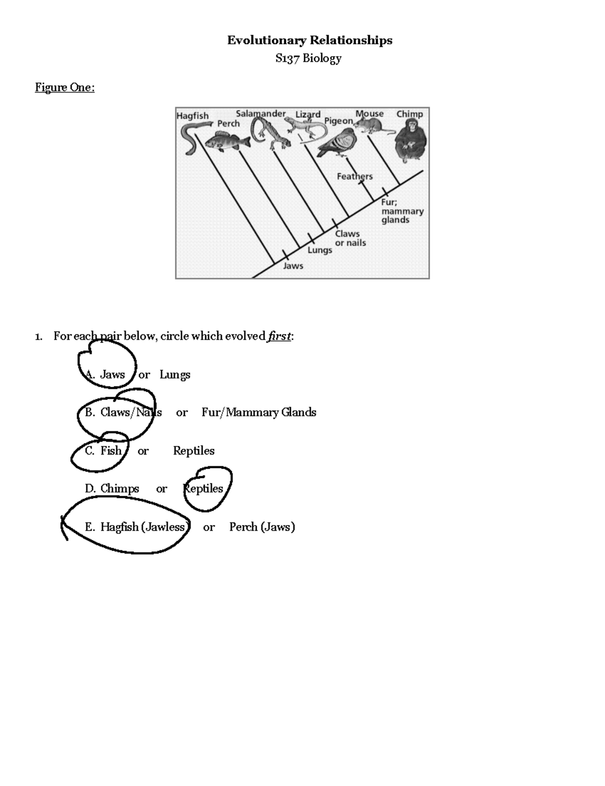 Charting Evolutionary Relationships Cladogram - Evolutionary ...