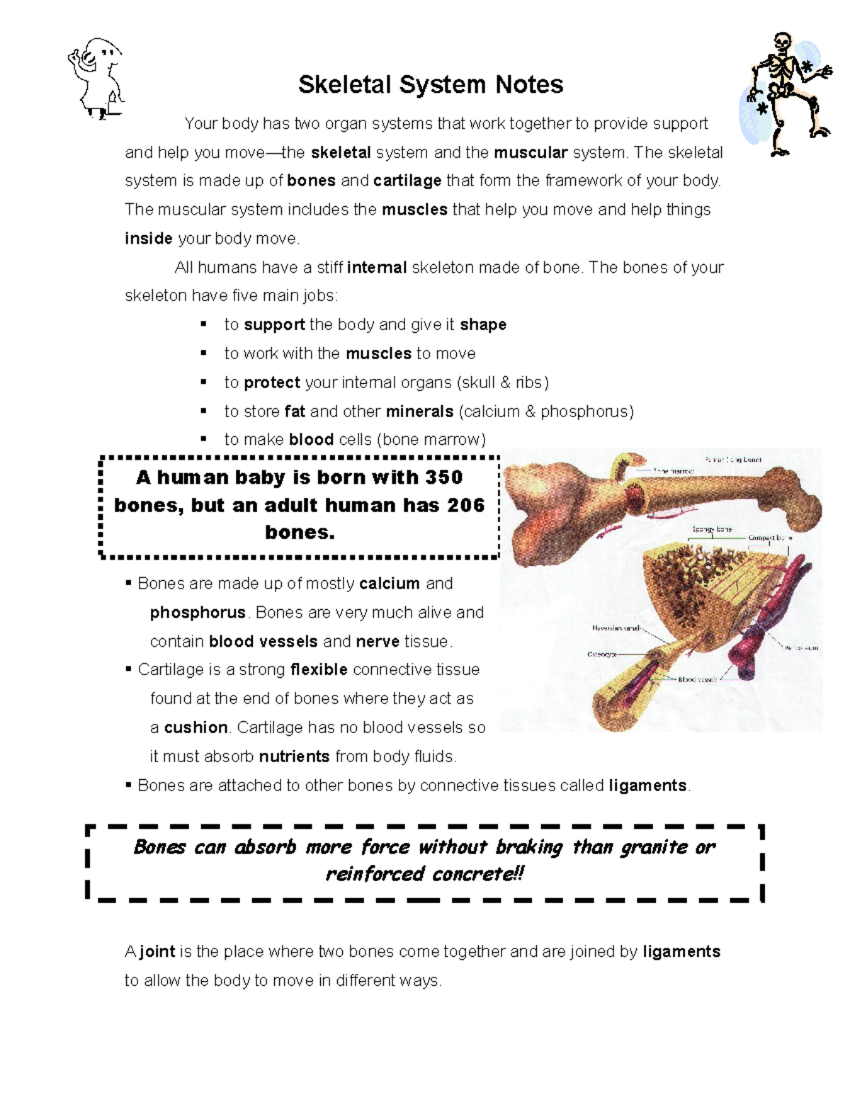 Skeletal%20%20system%20notes%20 - Skeletal System Notes Your body has ...