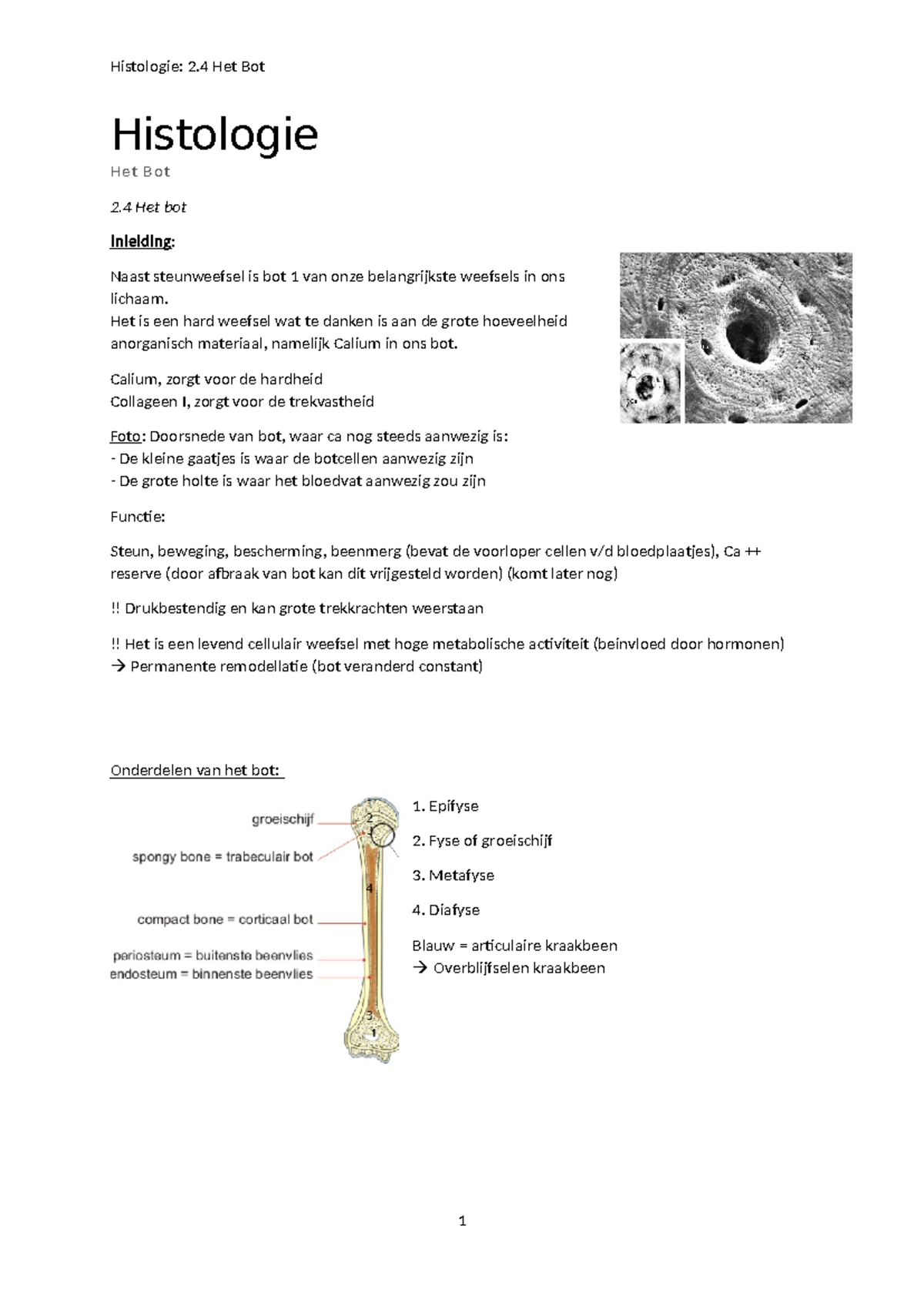 2.4 samenvatting bot - Het bot Anne Vral - Histologie Het Bot 2 Het bot ...