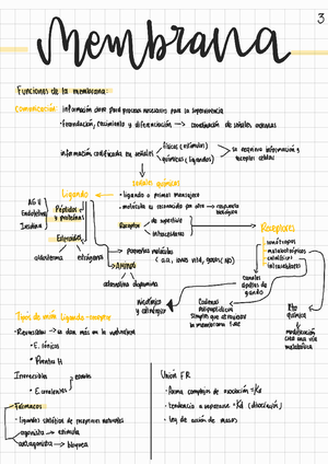 Phylum Arthropoda - PHYLUM ARTHROPODA Isabella Roa Téllez-0501470, Sara ...