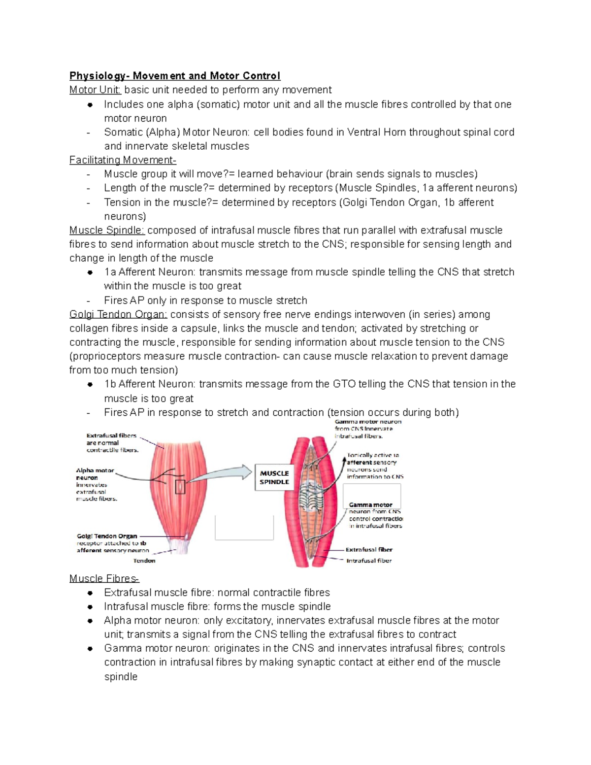 Physiology- Movement and Motor Control - Stimulus= tap (patellar ...
